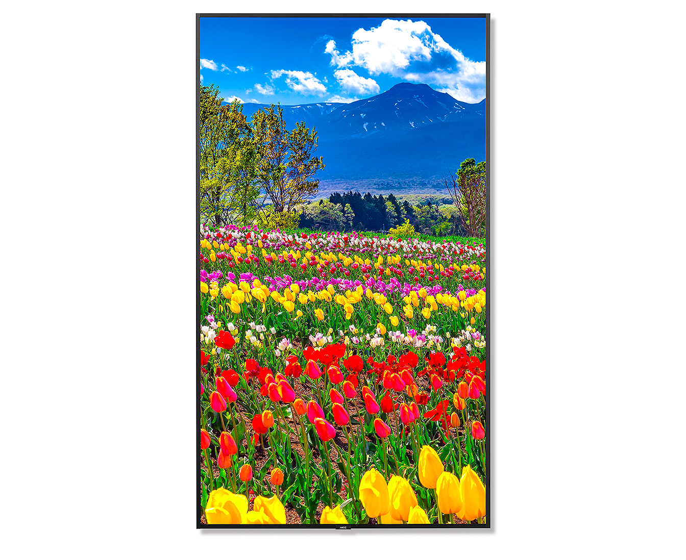 M861 86 Inch Professional Large Format Display