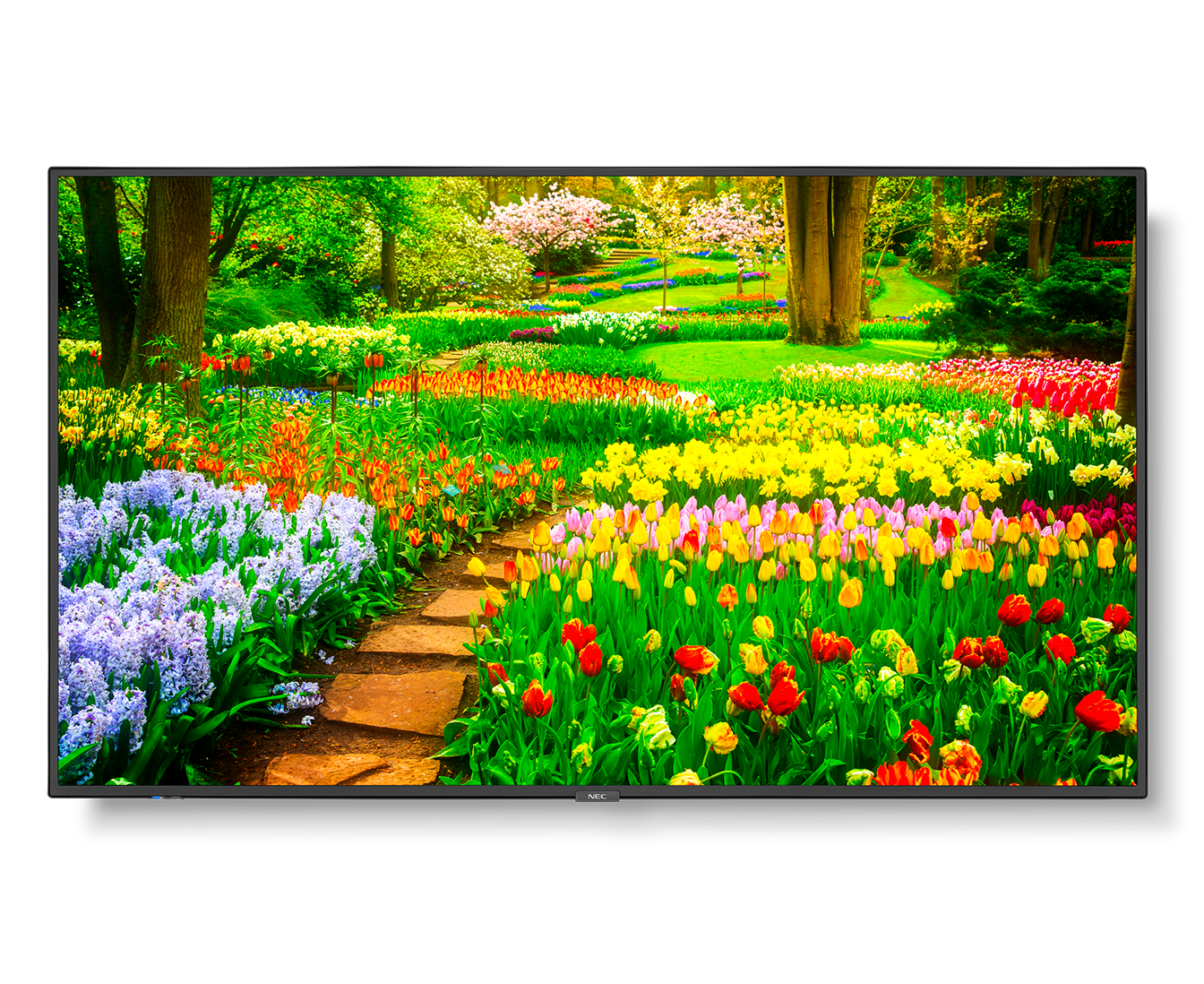Sharp M491 49" 4K UHD Professional Display | Sharp Canada